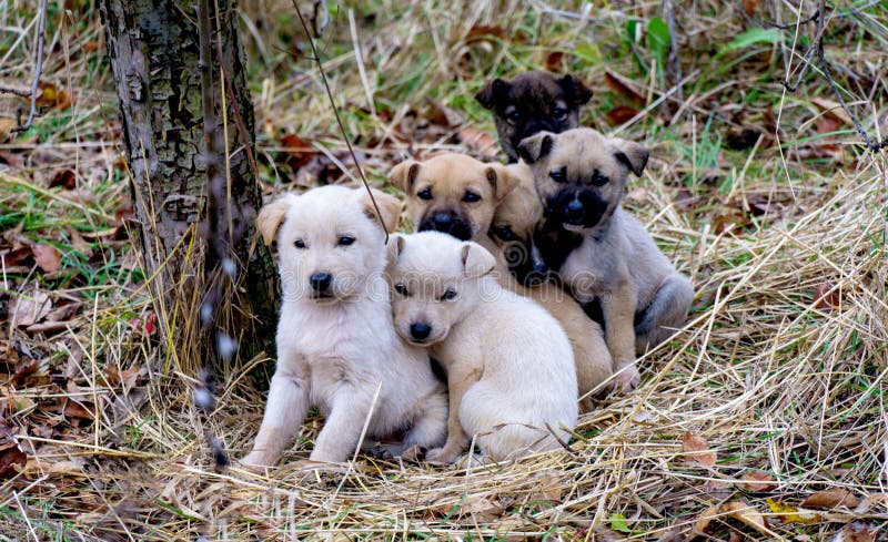 Cute puppies in a forest stock image. Image of forest - 263400531