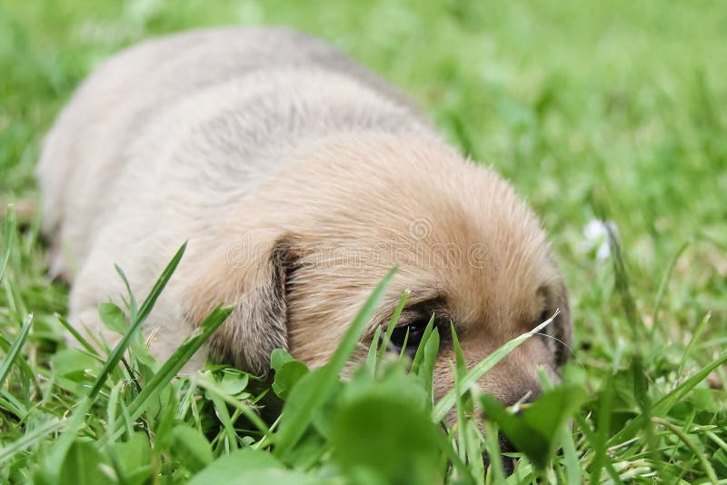 Spring Puppies stock image. Image of cute, spring, lovable - 4893227