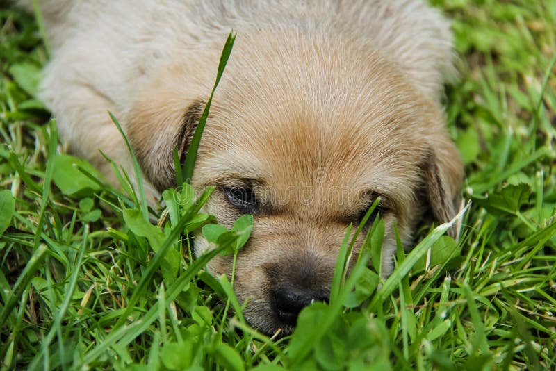 Spring Puppies stock photo. Image of pets, watching, floral - 4893082