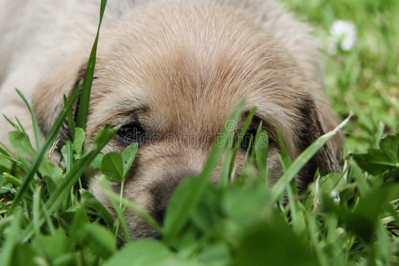 Cute Puppies on Grass in Beautiful Spring Weather Stock Photo - Image ...