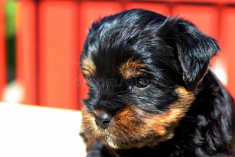 Cute Puppies Playing Outside Stock Photo - Image of bulldog, purebred ...