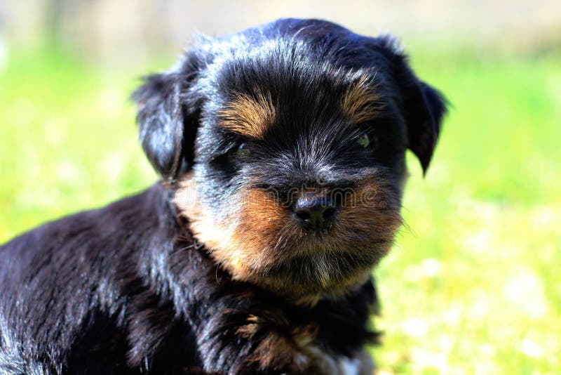 Cute Puppies Playing Outside Stock Photo - Image of daylight, funny ...