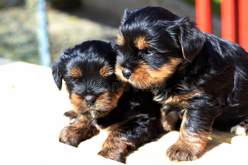 Cute Puppies Playing Outside Stock Image - Image of dogie, domestic ...