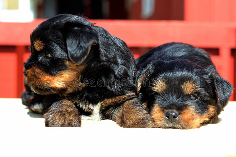 Cute Puppies Playing Outside Stock Image - Image of looking, mammal ...