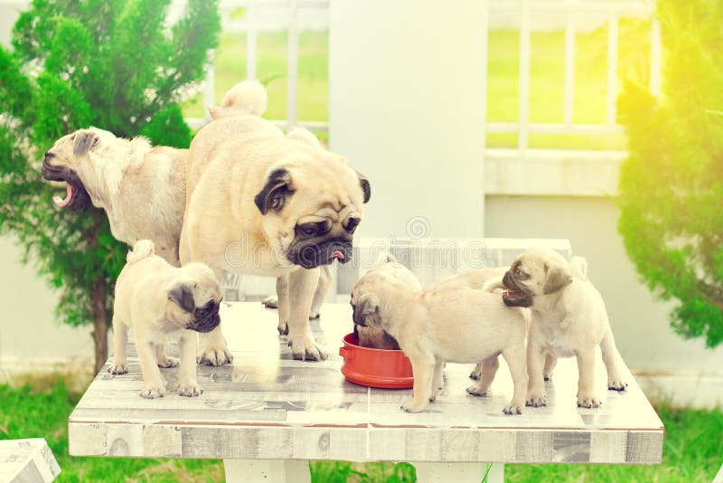 Cute Puppies Pug Playing with Mother Stock Photo - Image of friend ...