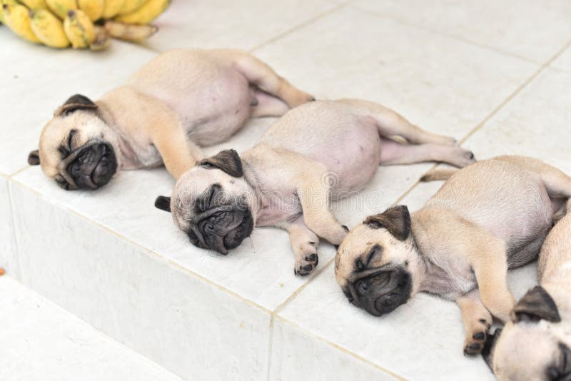 Cute Puppies Pug Sleeping Together Stock Image - Image of food, cute ...