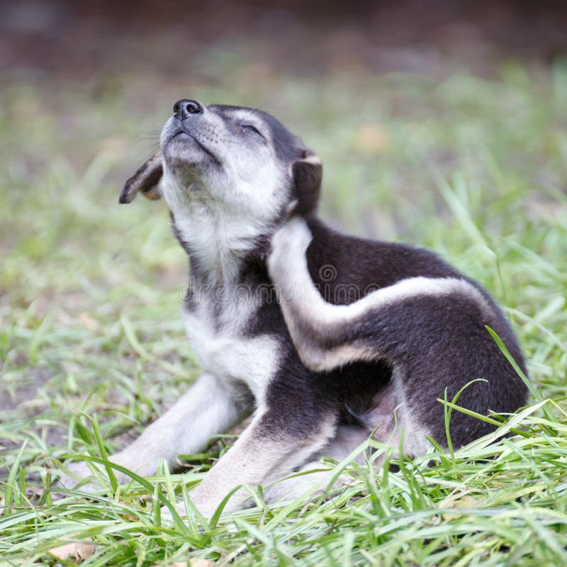 471 Fuzzy Puppies Stock Photos - Free & Royalty-Free Stock Photos from ...