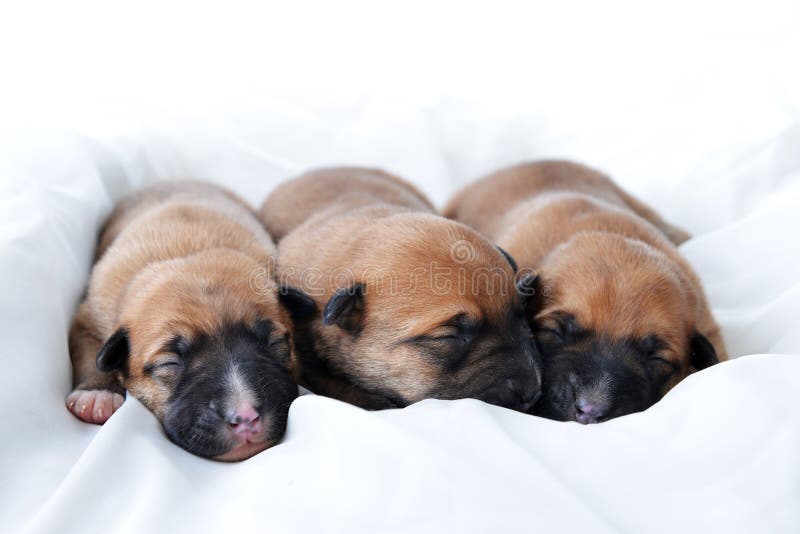 Puppies are Relaxing and Resting Stock Photo - Image of adorable, front ...