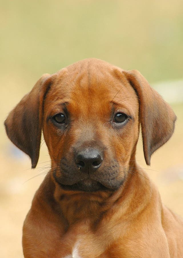 Cute puppy stock photo. Image of animal, mammal, hounds - 1197566