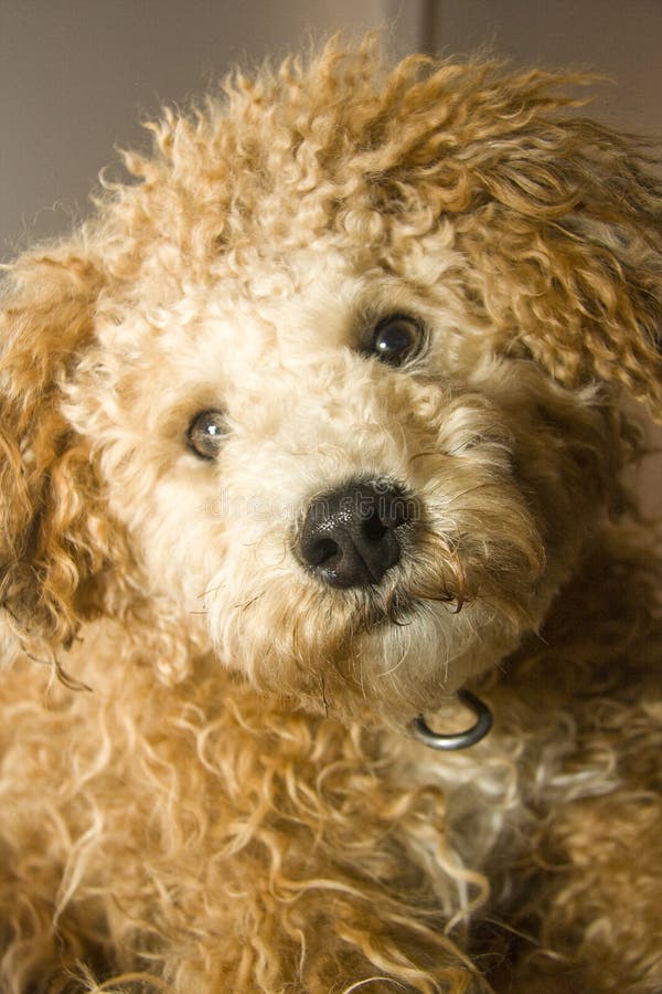 Closeup of Labradoodle Puppy Stock Image - Image of labradoodle, face ...