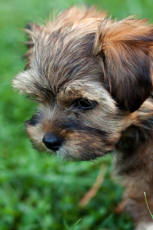 Very Cute Yorkie Puppy stock image. Image of puppy, baby - 22985219