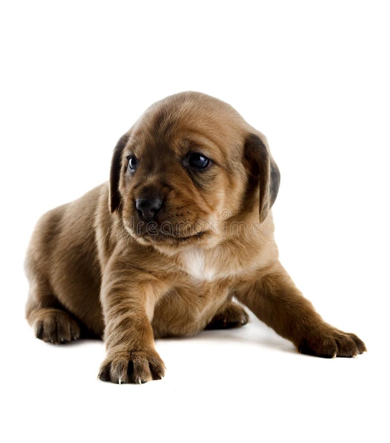 Cute puppy stock photo. Image of communications, friend - 8151750