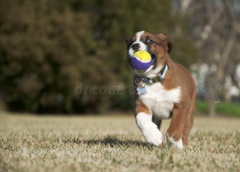 St Bernard Boxer Mix Puppies