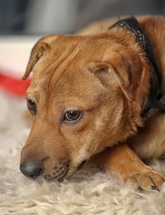 Steekbaard Stock Photos - Free & Royalty-Free Stock Photos from Dreamstime