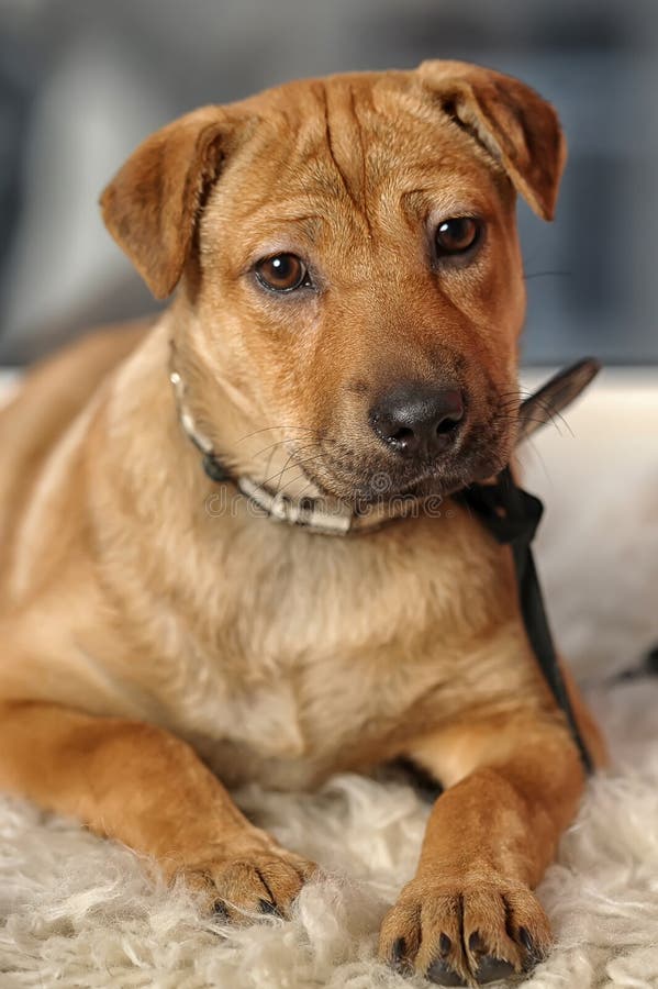 Steekbaard Stock Photos - Free & Royalty-Free Stock Photos from Dreamstime