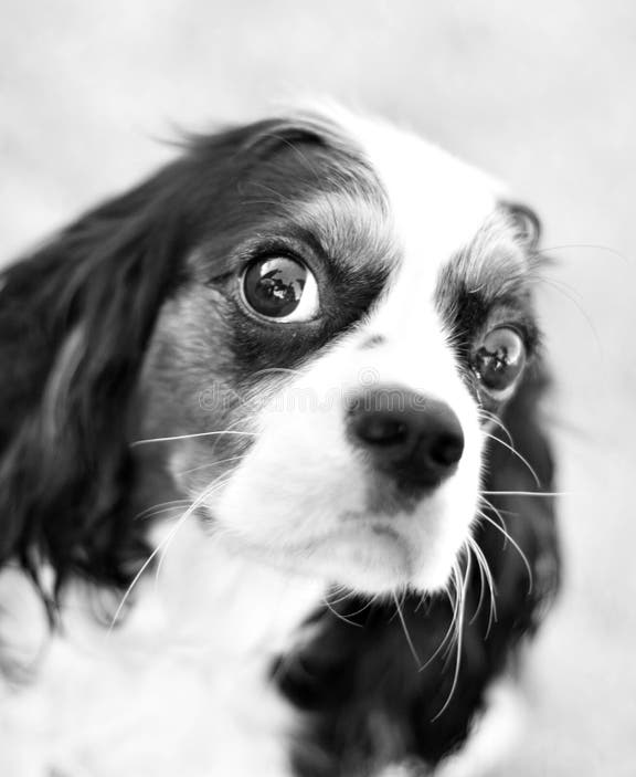 Cute puppy stock image. Image of adopt, playful, doggy - 798989