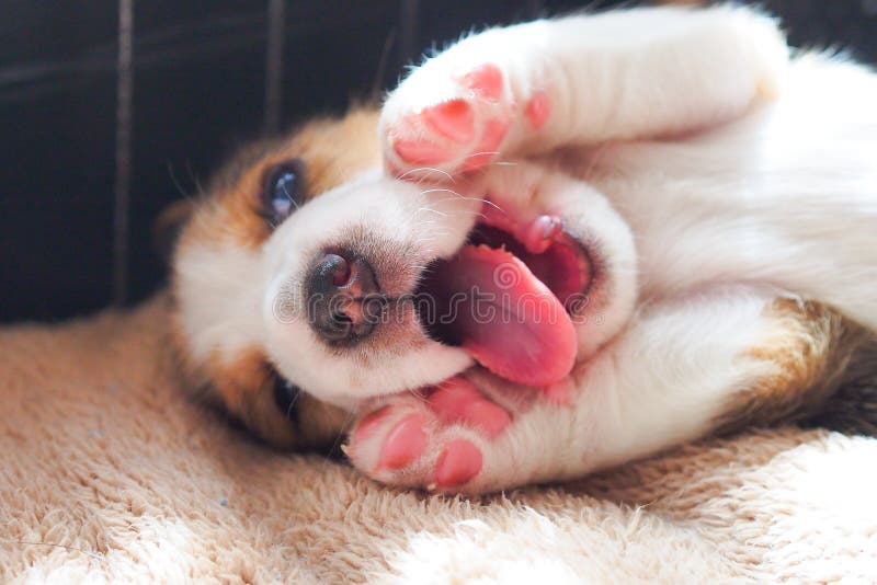 Cute Puppy Beagle Play and Smile Stock Image - Image of puppy, animal ...