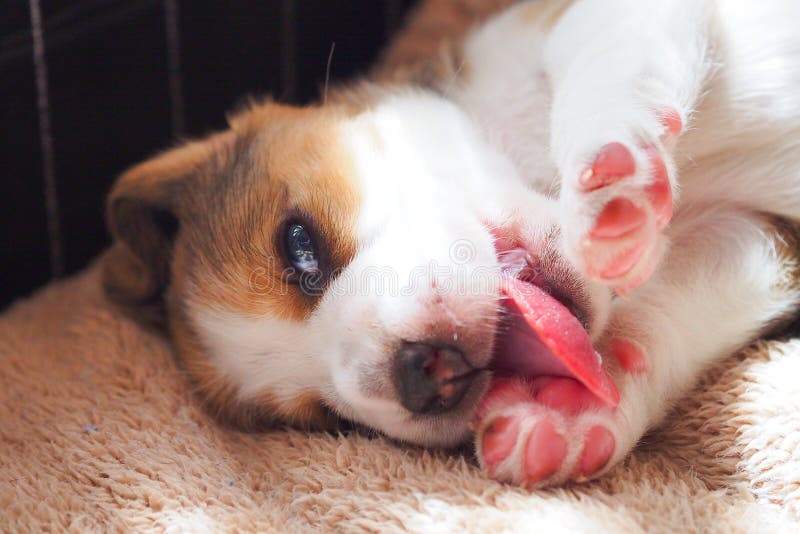 Cute Puppy Beagle Play and Smile Stock Photo - Image of brown, cute ...