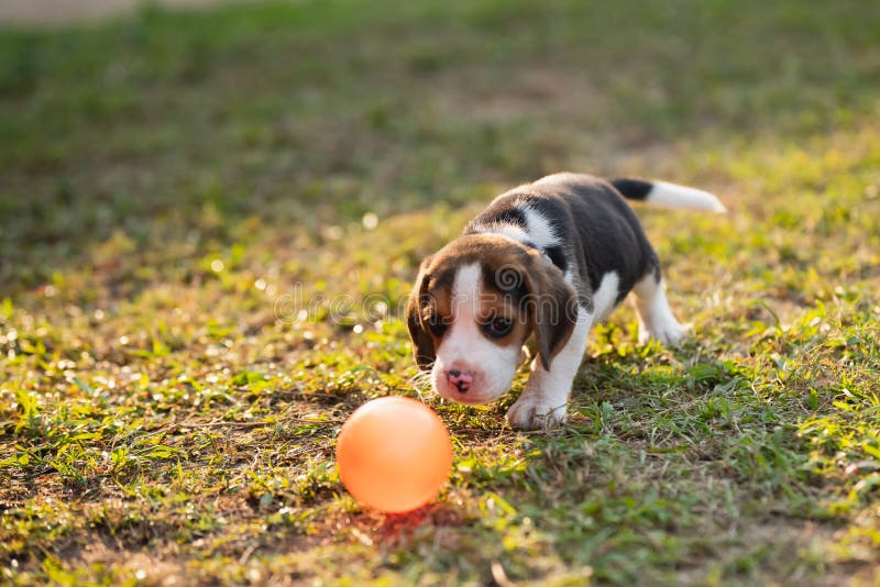 Cute Puppy Beagle Playing Ball in the Garden Stock Photo - Image of ...