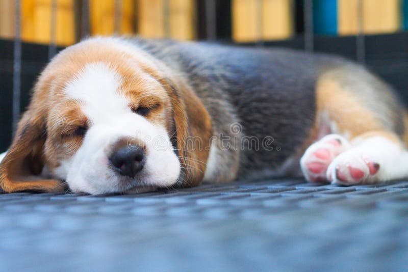 Cute Puppy Beagle sleeping stock photo. Image of beagle - 64115188