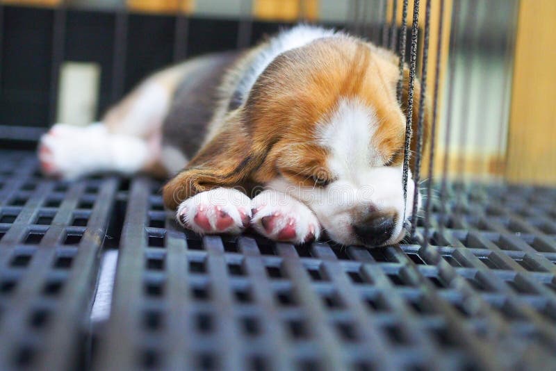 Cute Puppy Beagle sleeping stock photo. Image of sleeping - 64115614