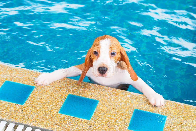 Cute Puppy Beagle Swimming and Holding Rim Pool Stock Photo - Image of ...