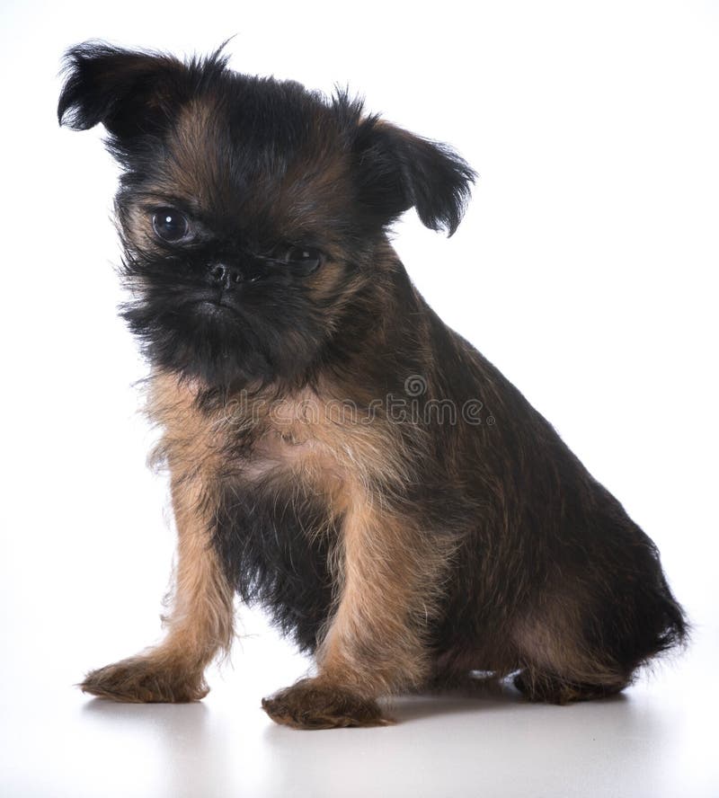 Cute puppy stock photo. Image of canine, griffon, looking - 55302016