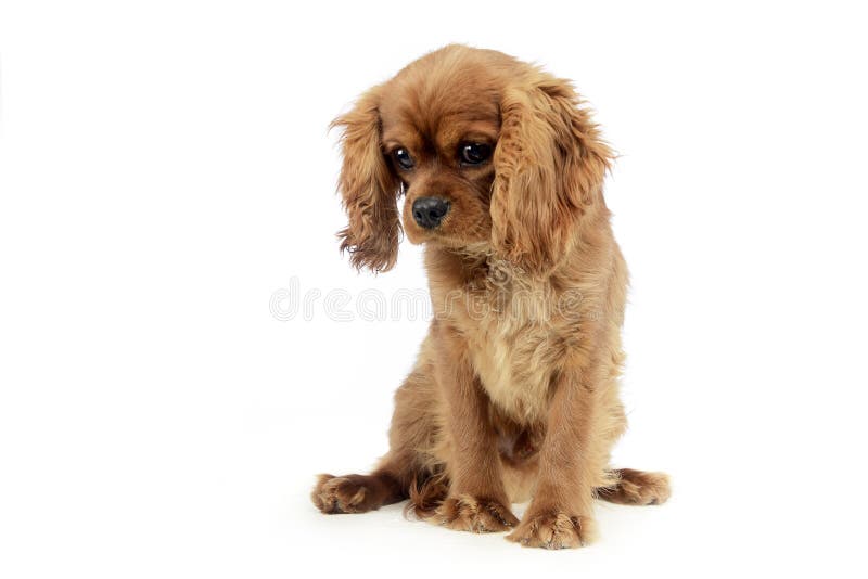 Cute Puppy Cavalier King Charles Spaniel Sitting and Looking Dow Stock ...