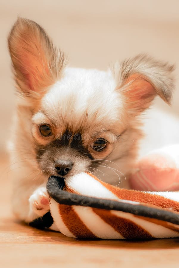 Dog Ear Mat Stock Photos - Free & Royalty-Free Stock Photos from Dreamstime