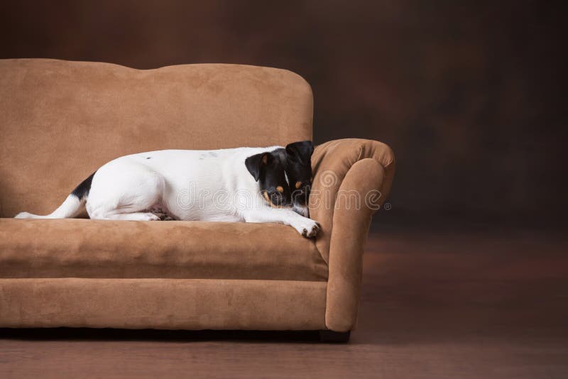 246 Rat Couch Stock Photos - Free & Royalty-Free Stock Photos from ...