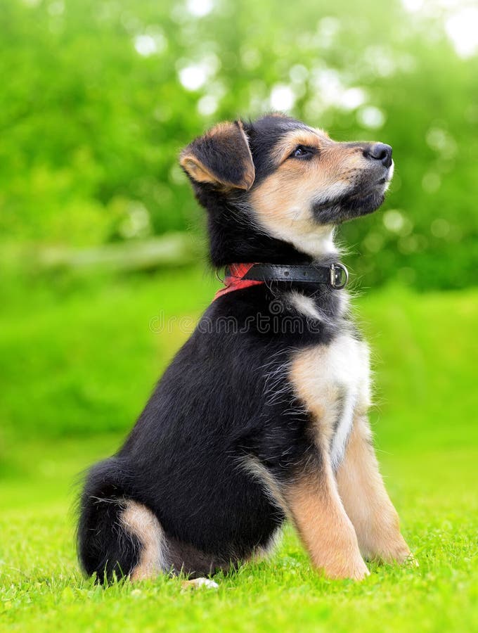 Cute crossbreed puppy stock photo. Image of german, nose - 3509370