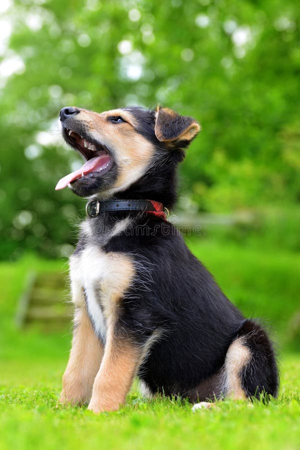 Cute puppy crossbreed dog stock photo. Image of doggy - 73205384
