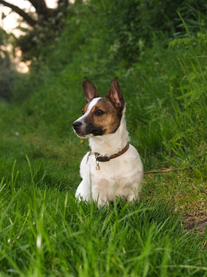 Cute Terrier stock photo. Image of terrier, pets, beauty - 153722494