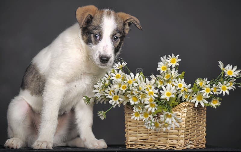 Cute puppy and daisies stock image. Image of asleep, comfortable - 38085725