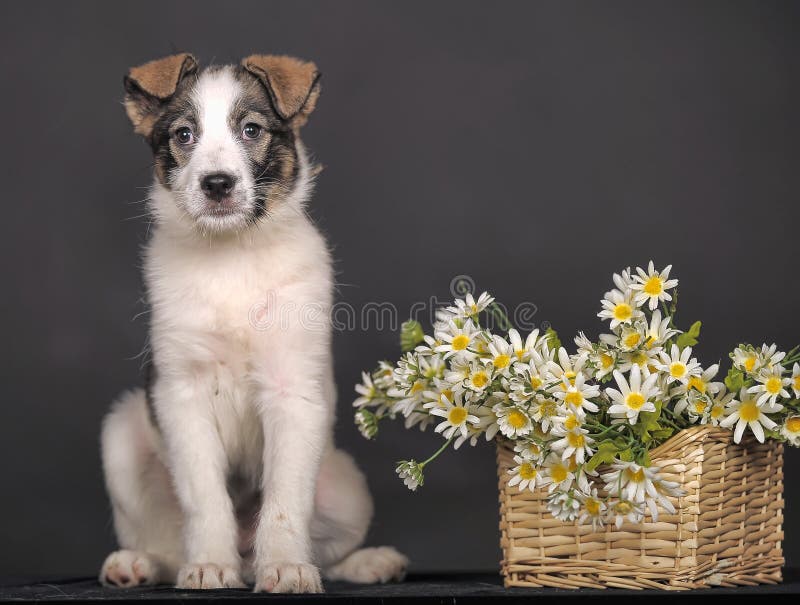 Cute puppy and daisies stock image. Image of designer - 38085823