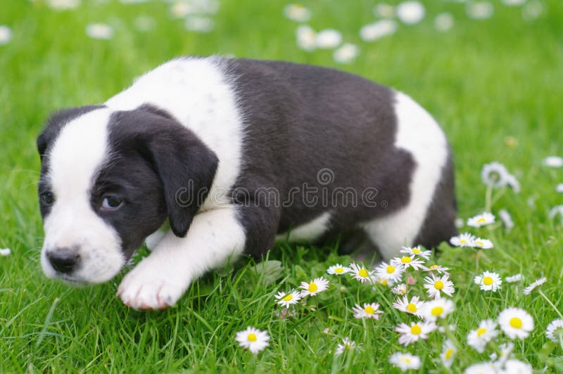 Cute puppy in daisy field stock image. Image of garden - 36909301