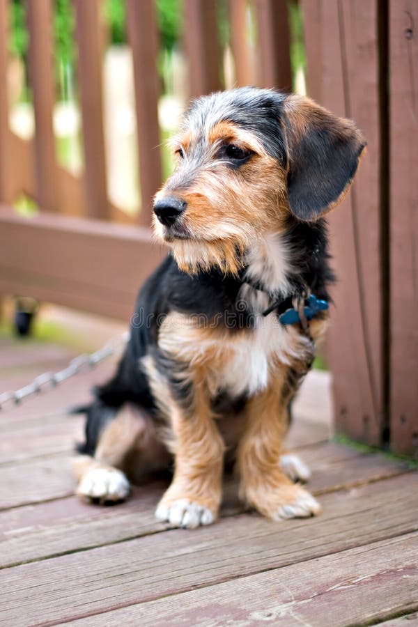 Wire Haired Dachshund Yorkie Mix