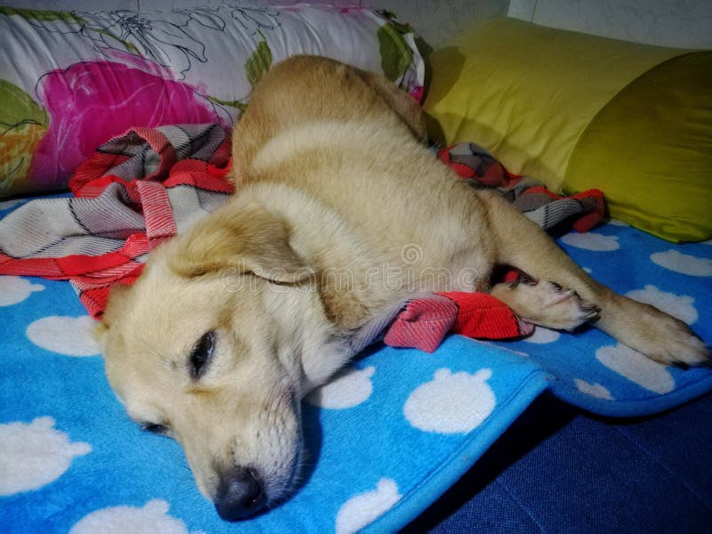 Cute Lazy Puppy Dog on a Bed Stock Image - Image of attractions, happy ...