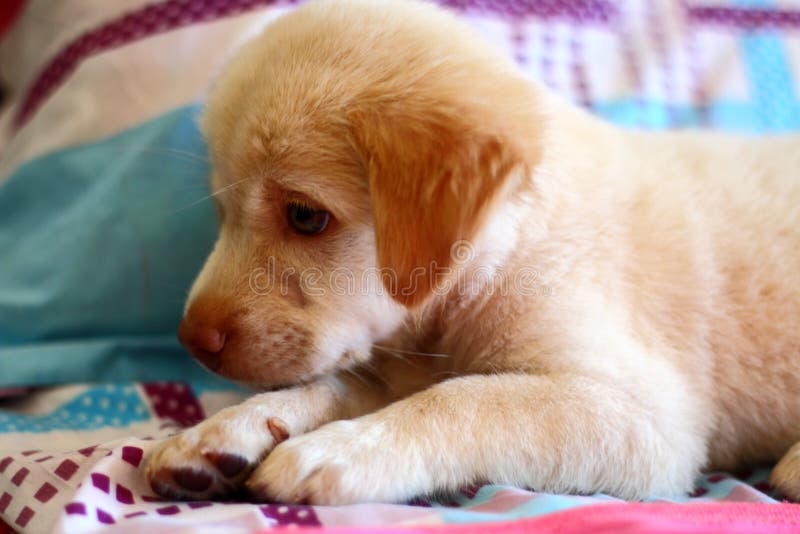 Cute Puppy Dog Resting on the Bed Stock Image - Image of pedigree ...