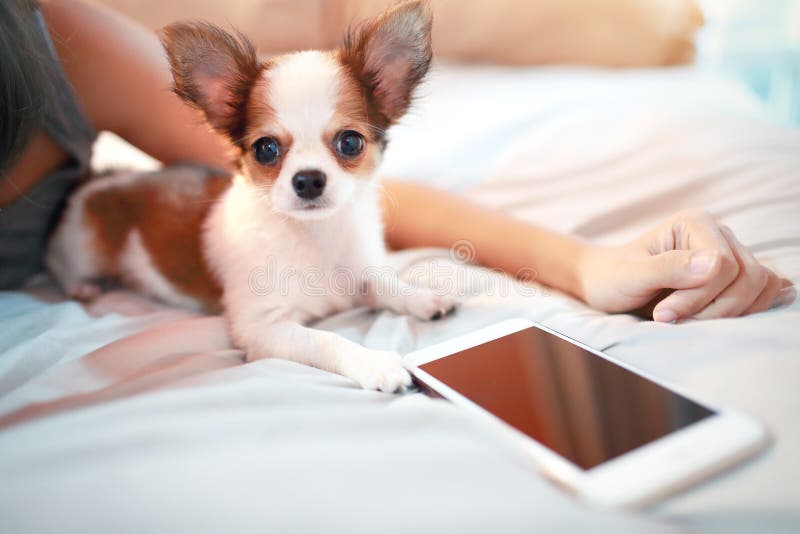 Cute Puppy Dog with Smart Phone Stock Image - Image of love, adorable ...