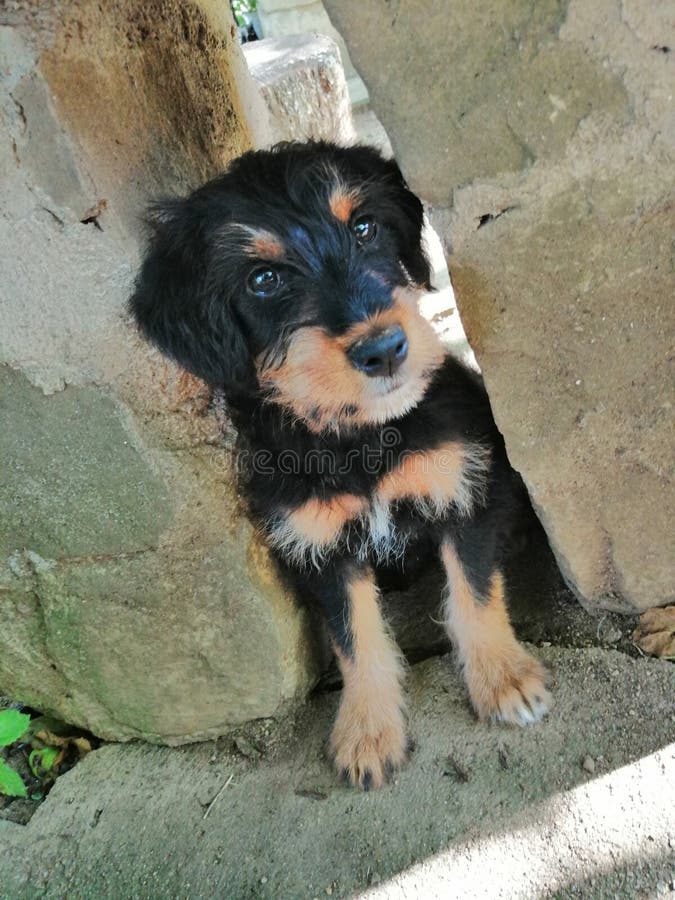 Cute Puppy Dog Terrier in Back Yard Stock Photo - Image of sports ...