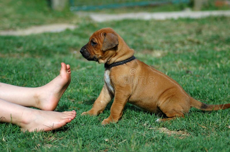 Cute Rhodesian Ridgeback stock photo. Image of attentive - 973850