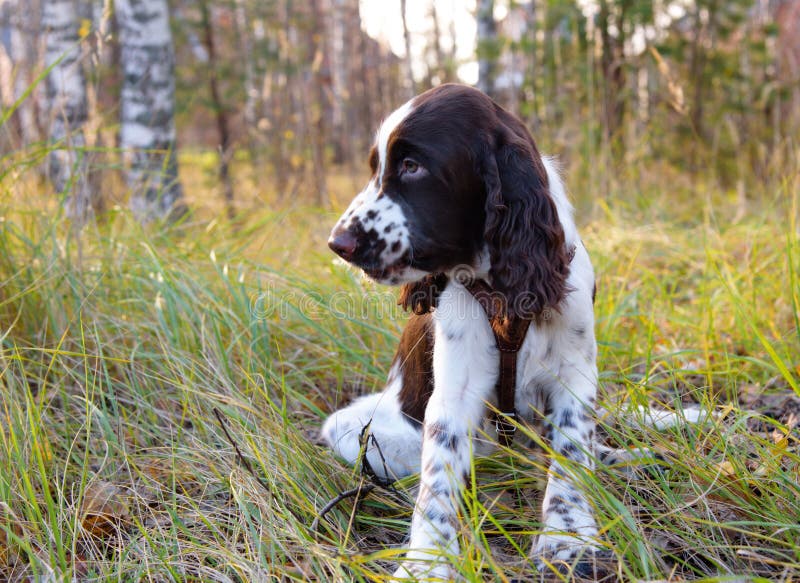 Cute Puppy English Springer Spaniel Lying on the Nature Stock Image ...