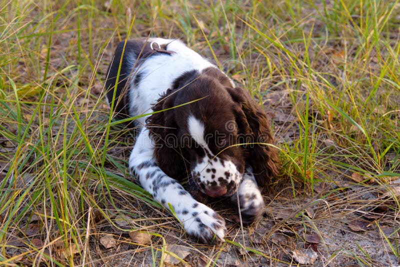 Cute Puppy English Springer Spaniel Lying on the Nature Stock Photo ...