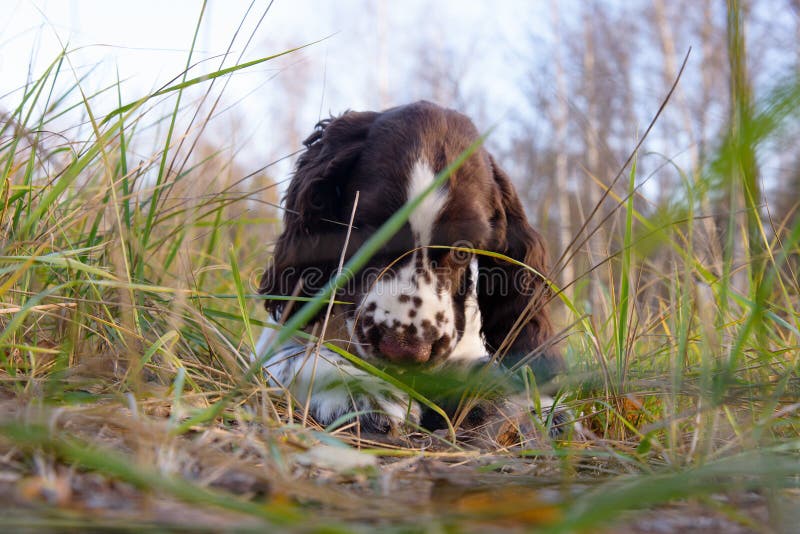 Cute Puppy English Springer Spaniel Lying on the Nature Stock Photo ...