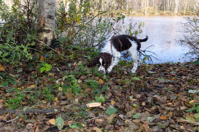 Cute Puppy English Springer Spaniel on the Shore of Forest Stock Photo ...