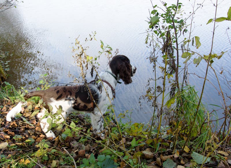 Cute Puppy English Springer Spaniel on the Shore of River Stock Image ...