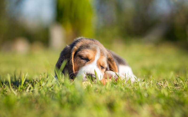 Cute Puppy Falling Asleep - Beagle Stock Photo - Image of outside ...