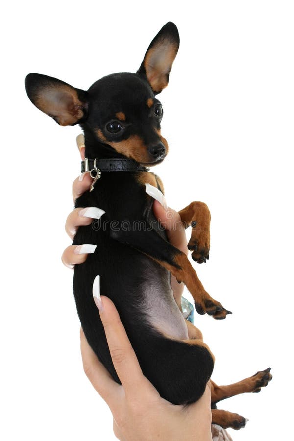 Cute Puppy in Female Hand Over White Stock Photo - Image of doggy ...