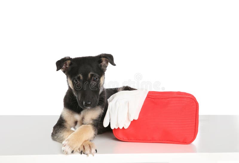 Cute Puppy with First Aid Kit on White Stock Photo - Image of clinic ...
